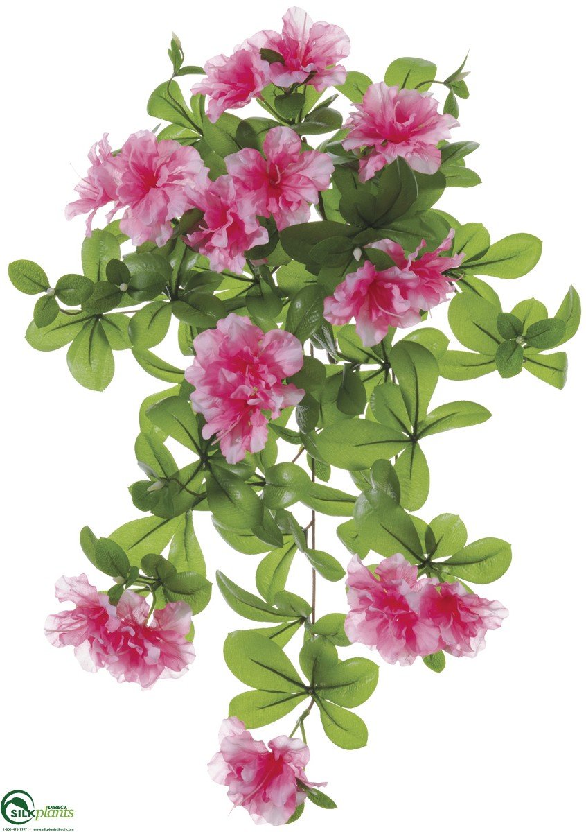 Outdoor Azalea Hanging Bush - Rubrum - Pack of 6 - (CBR-822ABFS ...